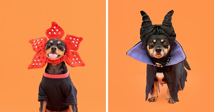 My 25 Photos Of Cute Dogs Posing With Their Halloween Costumes On ...