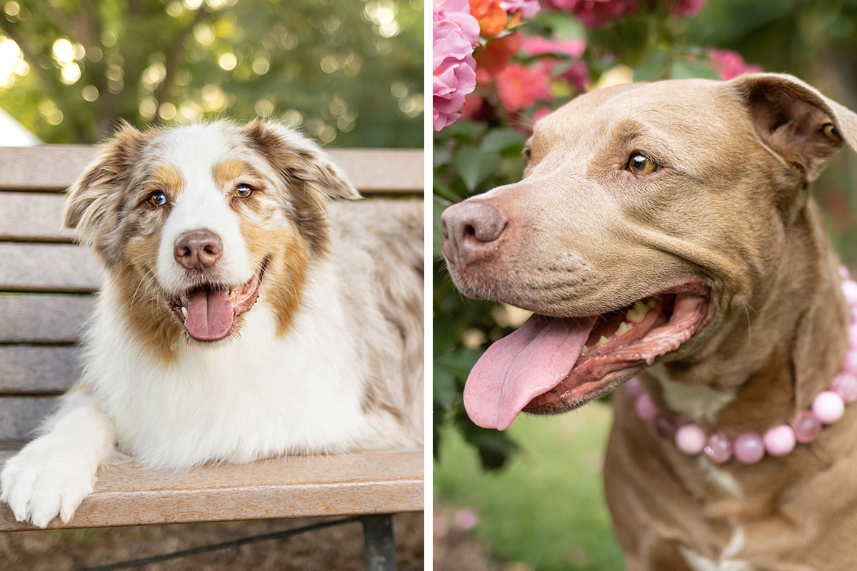 I Launched A Dog Calendar To Support A Special-Needs And High-Risk ...