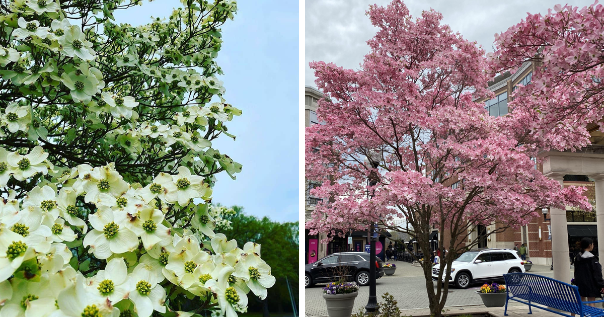 Everything You Need To Know About The Elegant Dogwood Tree | Bored Panda