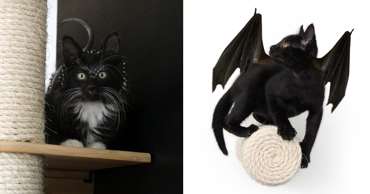 Spooky Halloween Cats (12 Pics) | Bored Panda