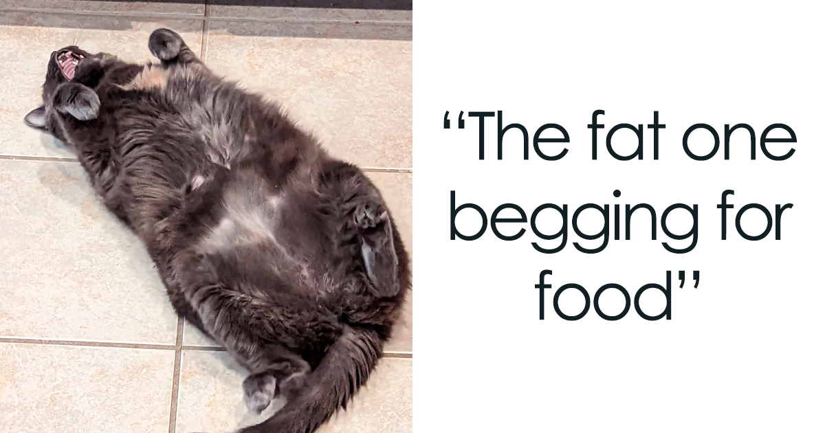 Hilarious Pictures Of Fat Cats 190 Very Cute Fat Cat Stock Photos