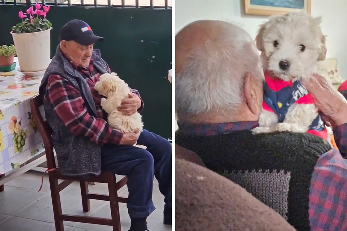 Granddaughter Gives Her 96 Y.O. Grandpa A Puppy, Sees His Remarkable ...