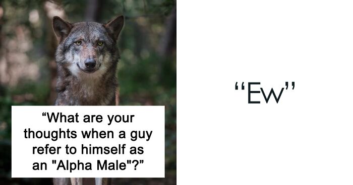 37 People Take The Time To Roast ‘Alpha Males’ In Online Discussion