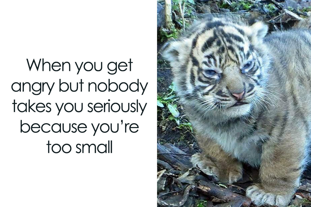50 Hilarious Animal Memes From This Instagram Page | Bored Panda