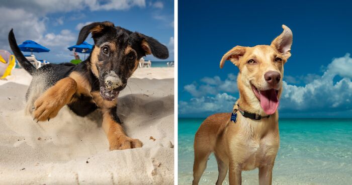 I Took Photos Of These puppies On The Beach To Help Them Get Adopted ...