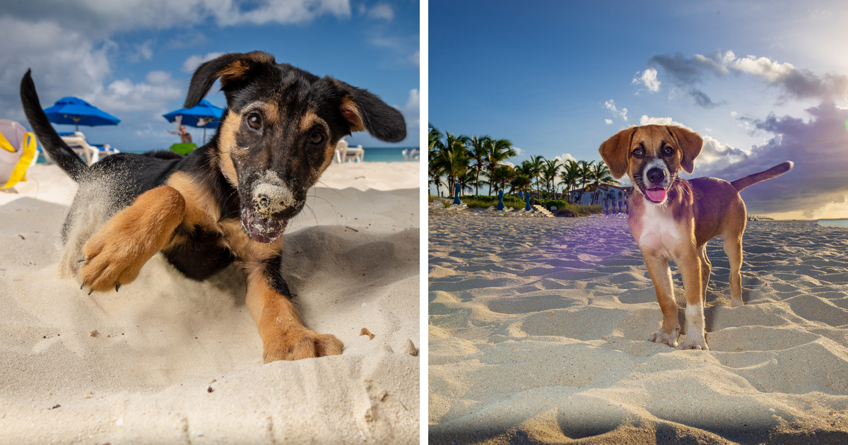 I Took Photos Of These puppies On The Beach To Help Them Get Adopted ...