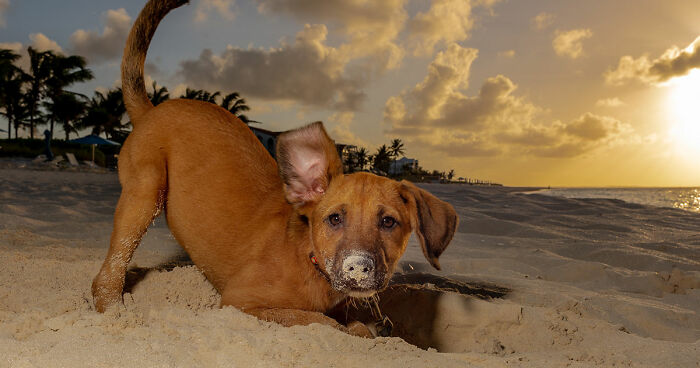 I Took Photos Of These puppies On The Beach To Help Them Get Adopted ...