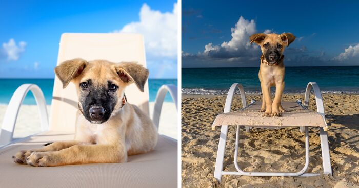 I Took Photos Of These puppies On The Beach To Help Them Get Adopted ...