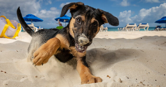 I Took Photos Of These puppies On The Beach To Help Them Get Adopted ...