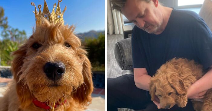 Lisa Kudrow “Wants To Adopt Matthew Perry’s Dog” As She Shares Sad ...