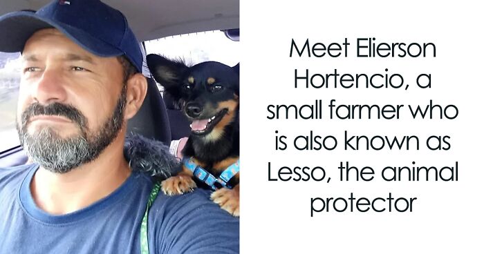 This Man Rescues Dogs In His Area And Decided To Build A Pool For The ...