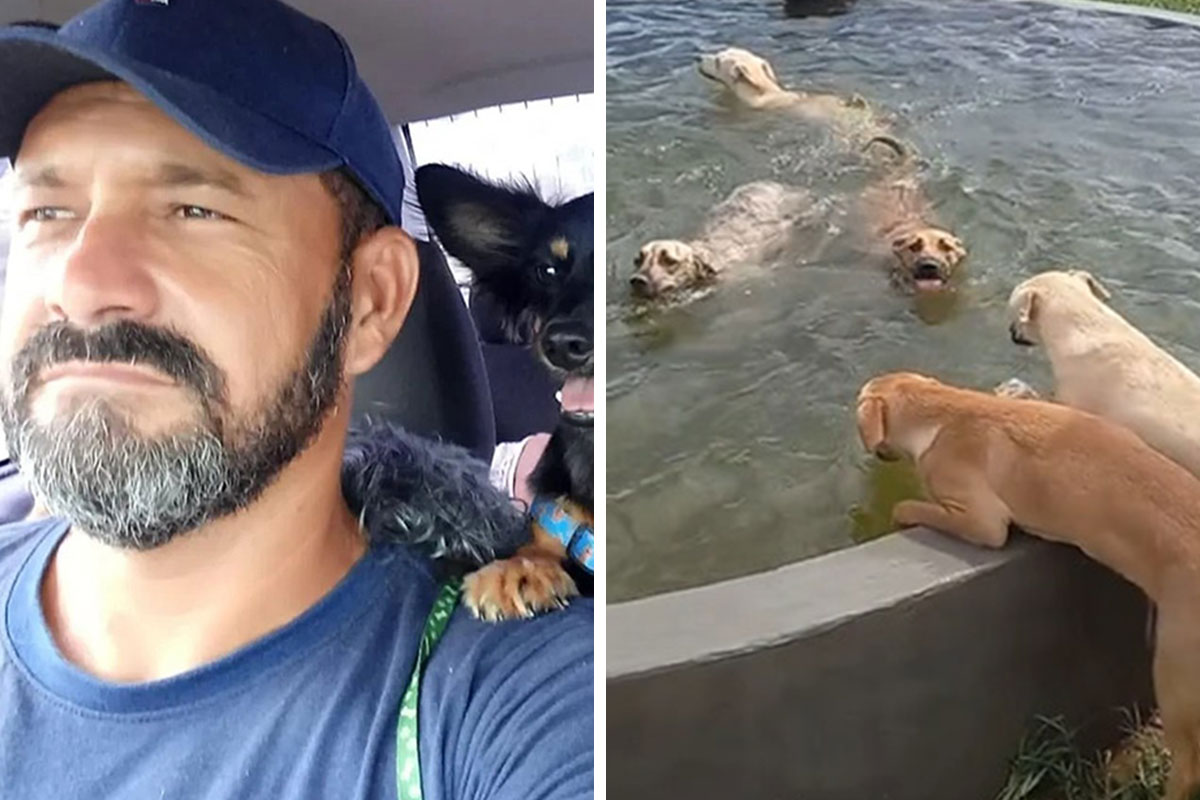 This Man Rescues Dogs In His Area And Decided To Build A Pool For The ...
