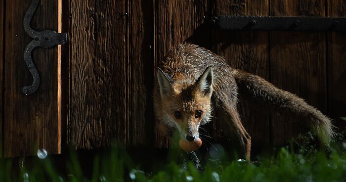 26 Photos Of Roxy The Fox, Whose Life I Observed For 8 Months