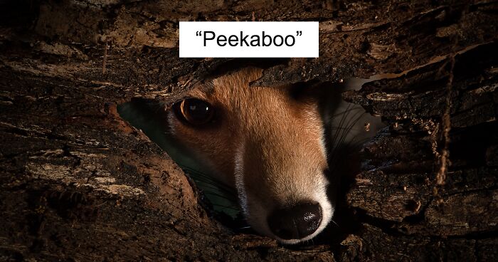 26 Photos Of Roxy The Fox, Whose Life I Observed For 8 Months