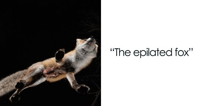 26 Photos Of Roxy The Fox, Whose Life I Observed For 8 Months