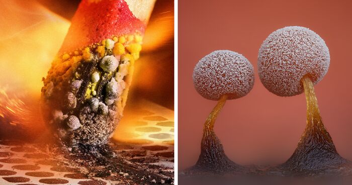 30 Jaw-Dropping Science Images From The 2023 Nikon Small World ...