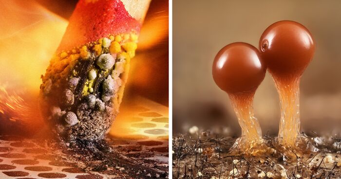 30 Jaw-Dropping Science Images From The 2023 Nikon Small World ...