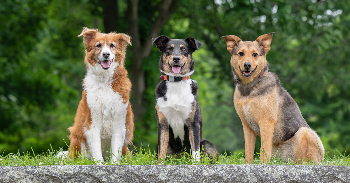 21 Pictures Of Rescued Dogs That I Professionally Photographed To Help ...