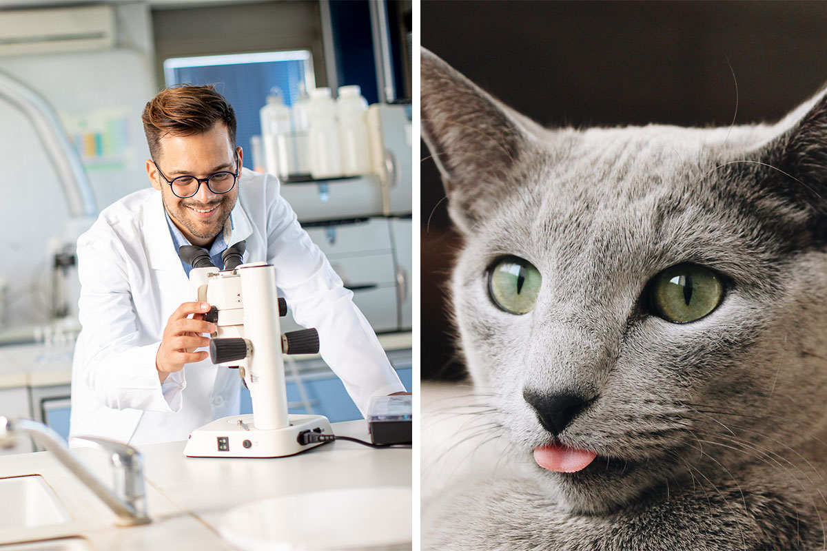 “A Great Surprise”: Scientists Stunned After Discovering How Cats Purr ...
