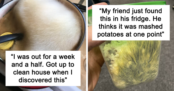 35 Curious Pictures That Can Only Be Described As ‘Moldly Interesting’