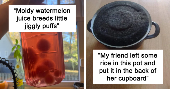 35 Curious Pictures That Can Only Be Described As ‘Moldly Interesting’