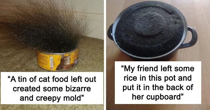 35 Curious Pictures That Can Only Be Described As ‘Moldly Interesting’