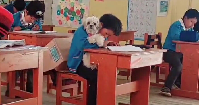 Student Going Through Hardships Asks Teacher If He Can Bring His Dog To ...
