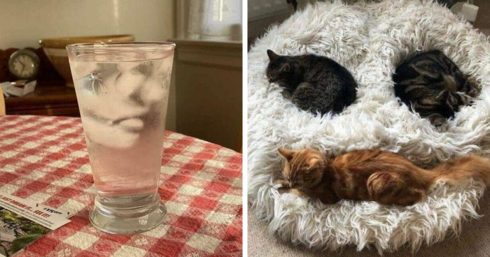 40 Funny Examples Of Regular Objects Suddenly Showing Human ...