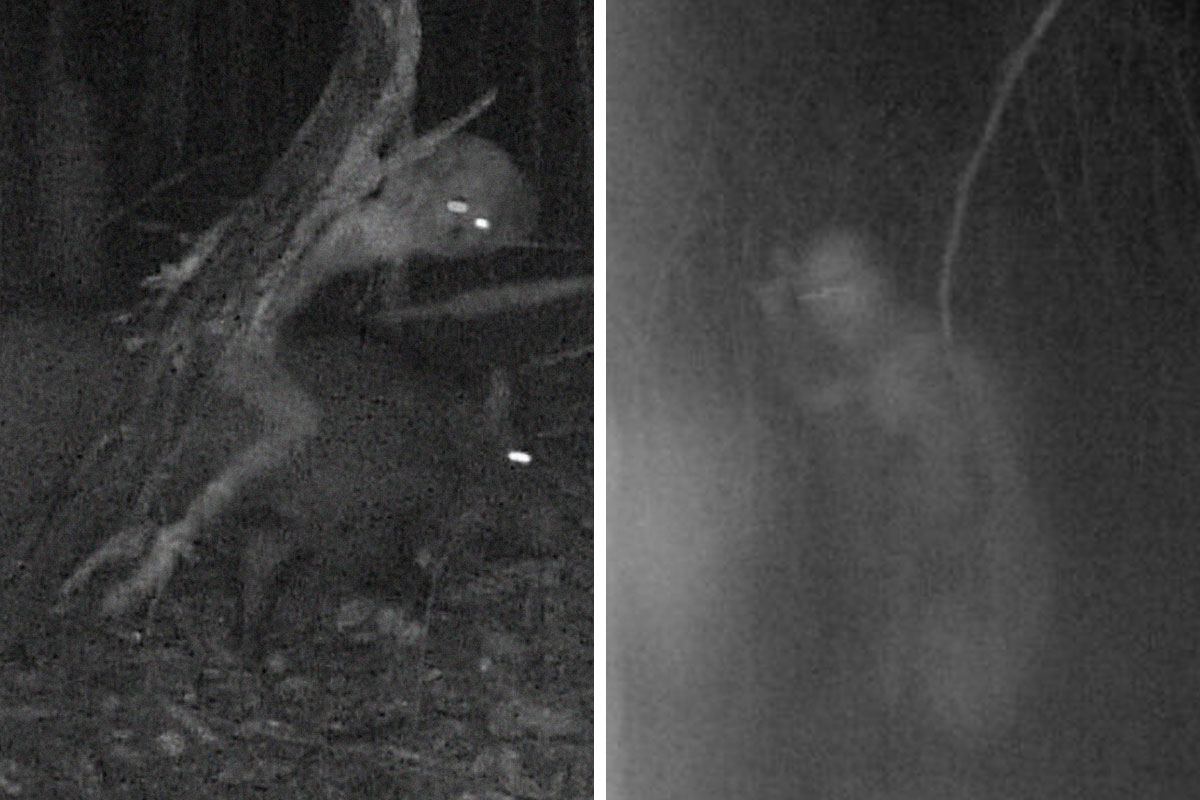 23 Times Trail Cams Captured Moments That Were Not For Our Eyes To See | Bored Panda