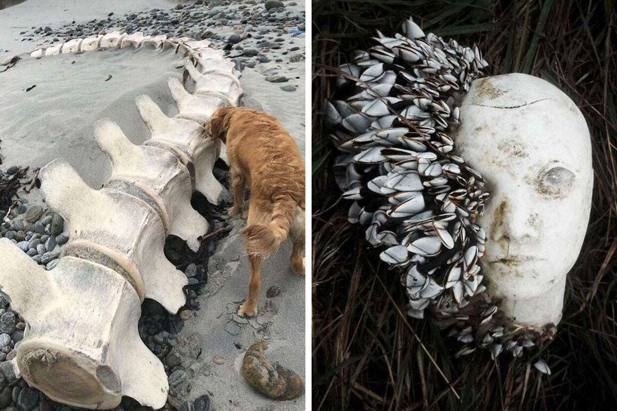 50 Of The Most Interesting Things People Ever Found On The Beach (New ...