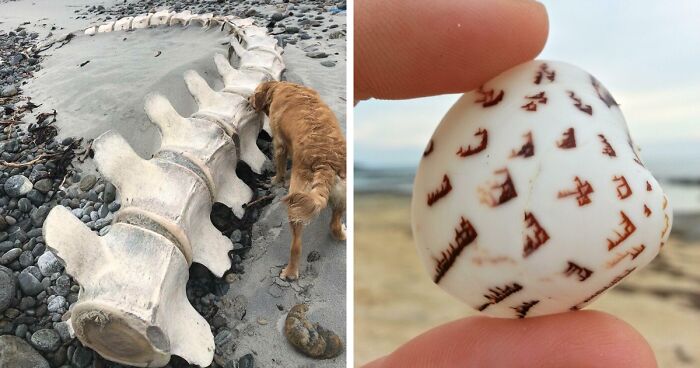 50 Of The Most Interesting Things People Ever Found On The Beach (New ...