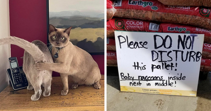 50 Random Pictures You Didn’t Know You Might Find Funny, As Shared On ...