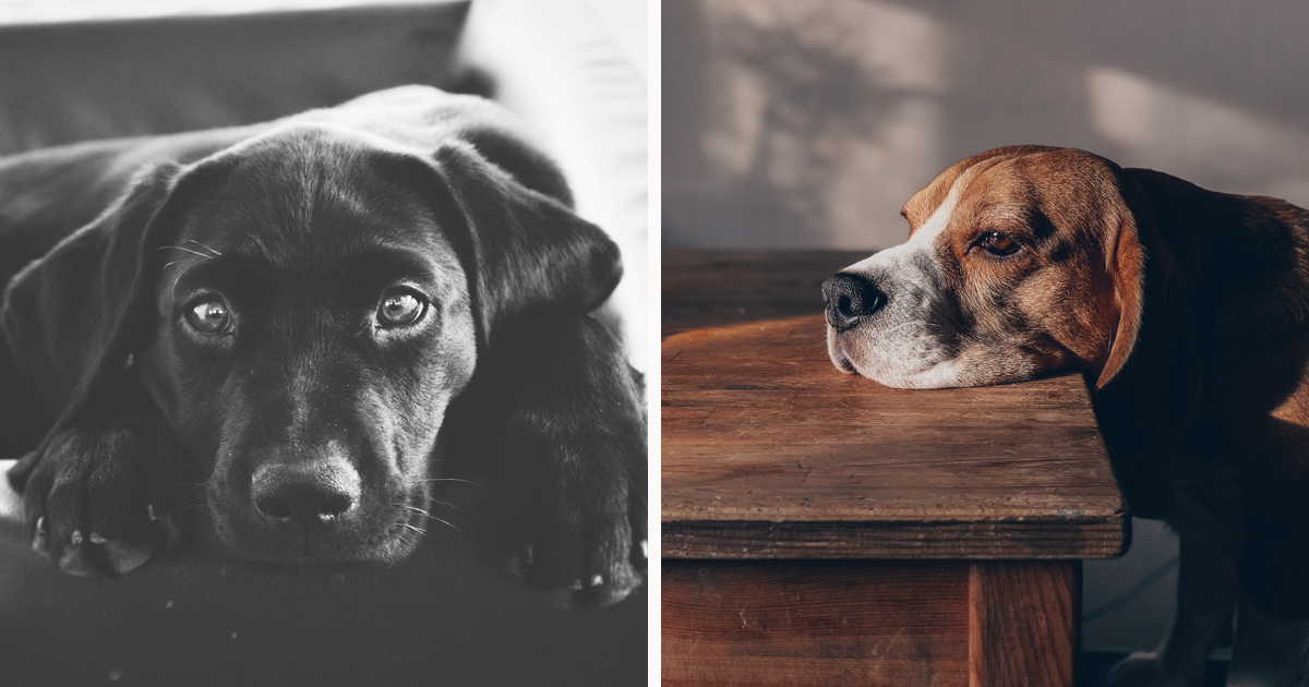 How Long Till Rigor Mortis Sets In Dogs