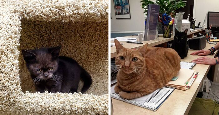 An Animal Clinic That Adopted This Black Cat, Realized He Wouldn’t Grow ...