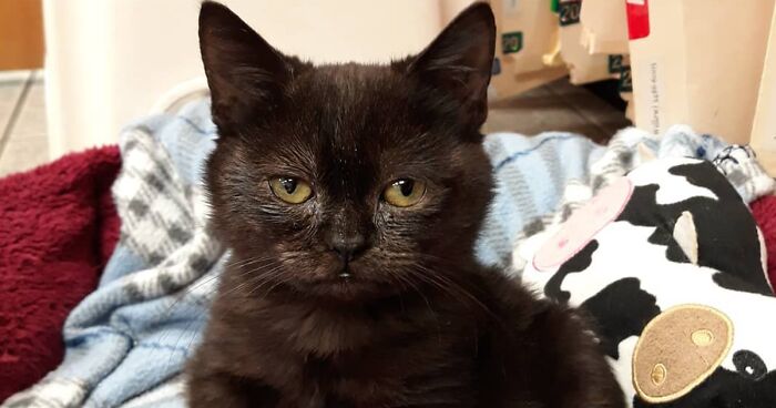 An Animal Clinic That Adopted This Black Cat, Realized He Wouldn’t Grow ...