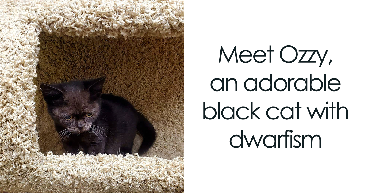 An Animal Clinic That Adopted This Black Cat, Realized He Wouldn’t Grow ...
