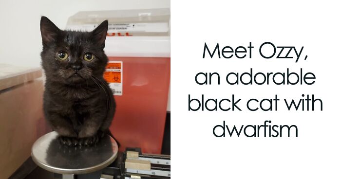 An Animal Clinic That Adopted This Black Cat, Realized He Wouldn’t Grow ...
