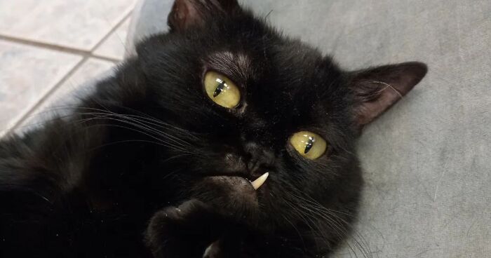 An Animal Clinic That Adopted This Black Cat, Realized He Wouldn’t Grow ...