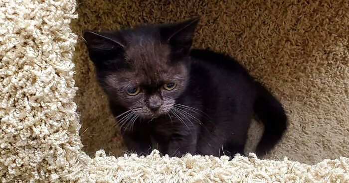 An Animal Clinic That Adopted This Black Cat, Realized He Wouldn’t Grow ...