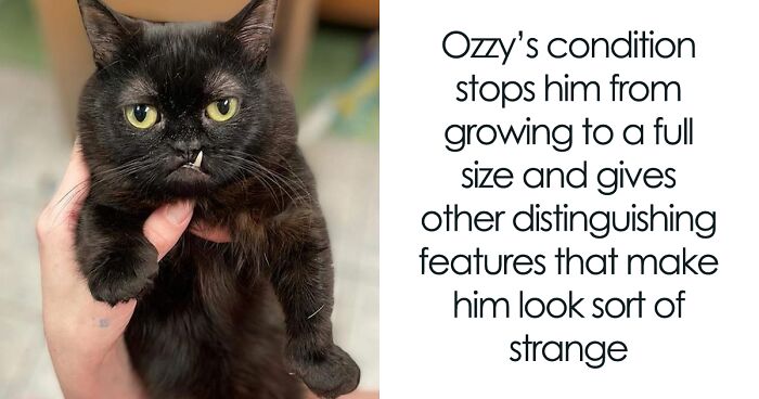 An Animal Clinic That Adopted This Black Cat, Realized He Wouldn’t Grow ...