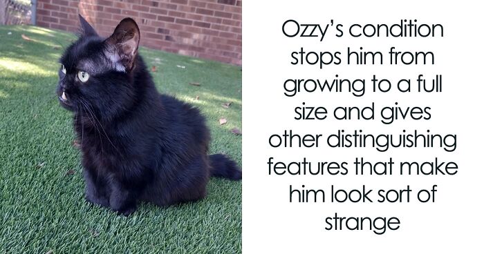 An Animal Clinic That Adopted This Black Cat, Realized He Wouldn’t Grow ...