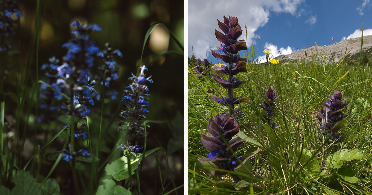 Ultimate Guide to Growing and Caring For Ajuga Plant | Bored Panda