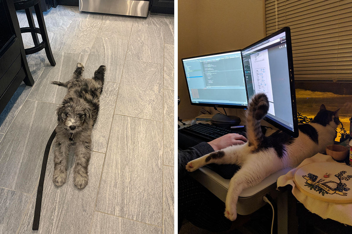 50 Times Animals Went ‘Sploot’ And People Went ‘Aww’, As Shared In This ...