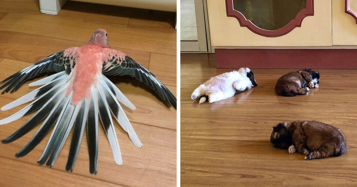 50 Times Animals Went ‘Sploot’ And People Went ‘Aww’, As Shared In This ...