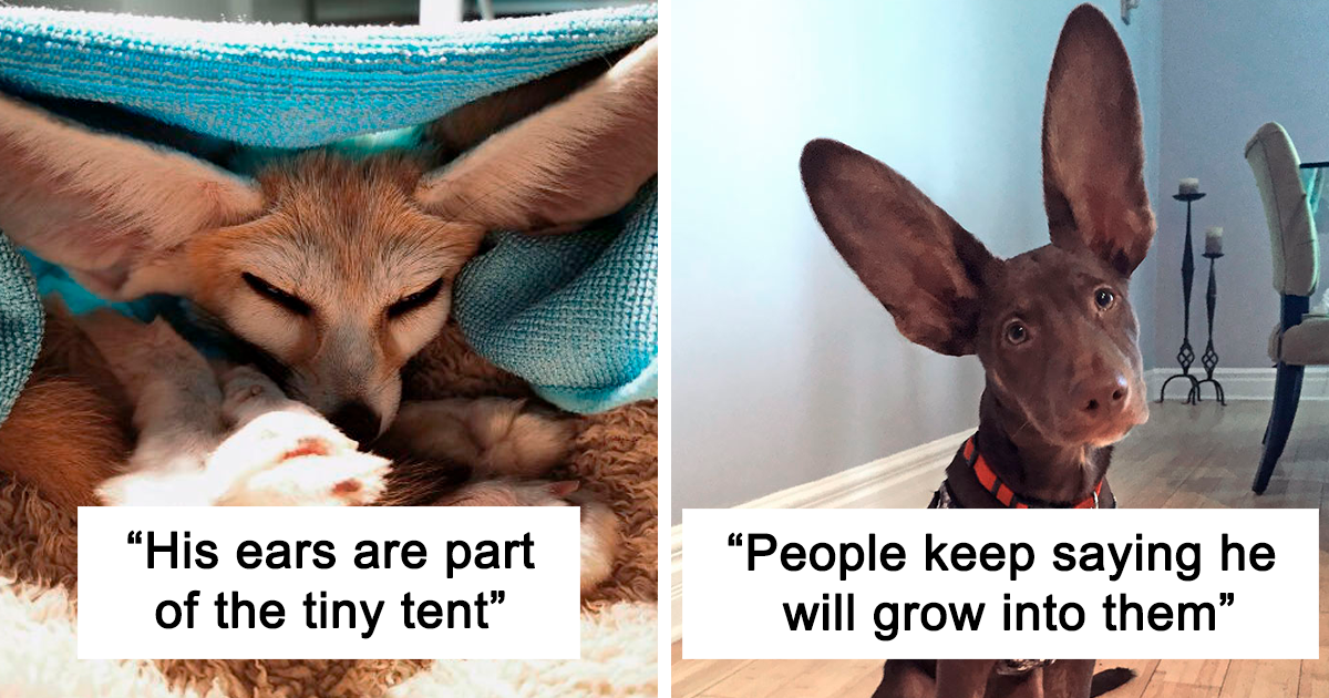 “A Few Sizes Too Big”: 50 Animals That Were Gifted With Enormous Ears ...