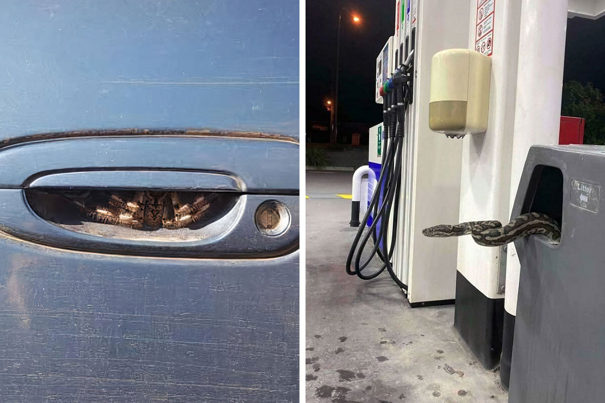 50 Animals That Would Be Nightmare Fuel To Non-Australians | Bored Panda