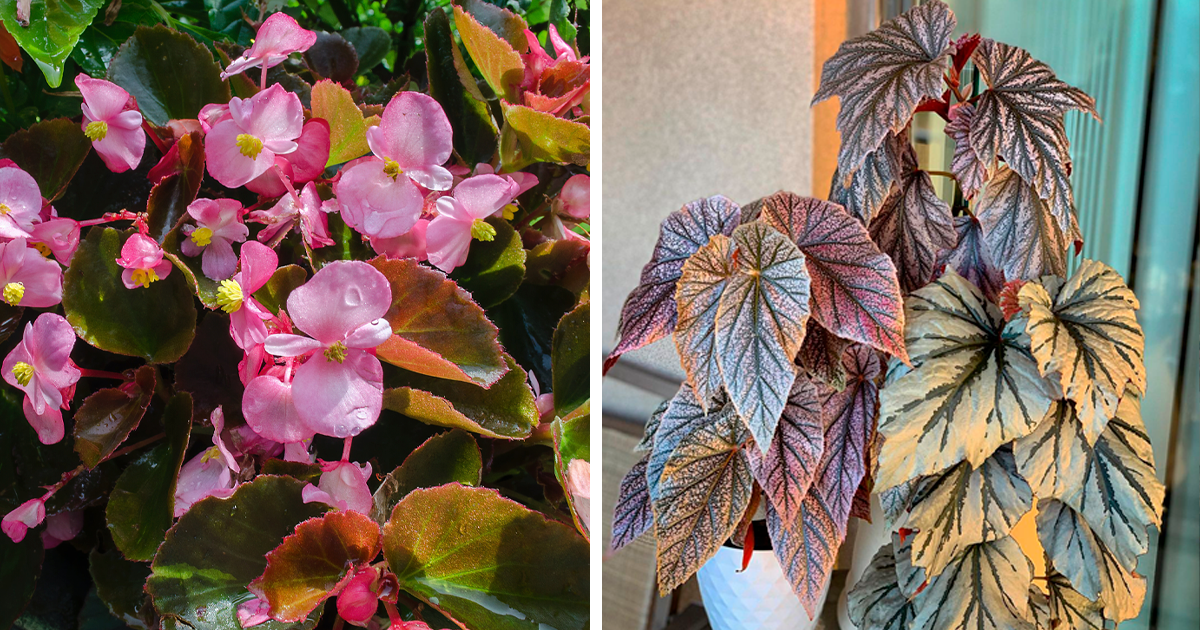 Begonia Growth and Care: A Complete Guide For Full Blooms | Bored Panda