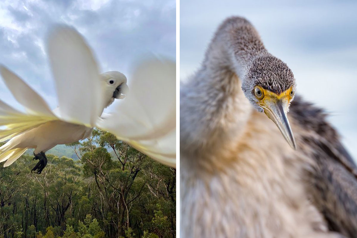 BirdLife Australia Photography Awards Has Announced The Winners And ...