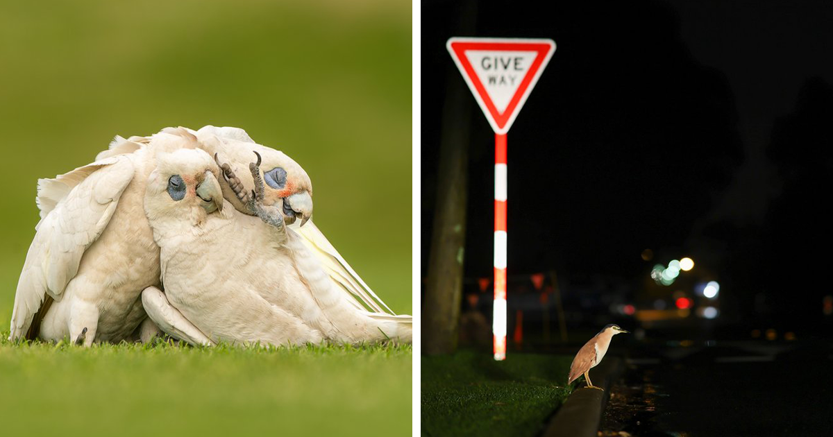 BirdLife Australia Photography Awards Has Announced The Winners And ...