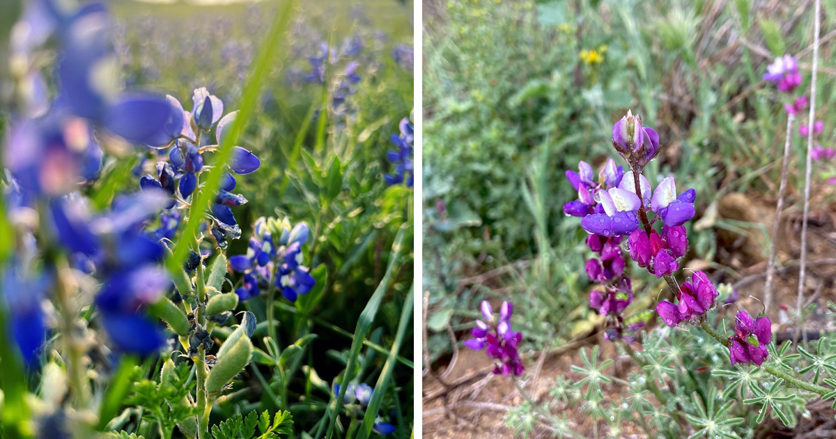How To Grow And Care For Texas Bluebonnet Flower | Bored Panda